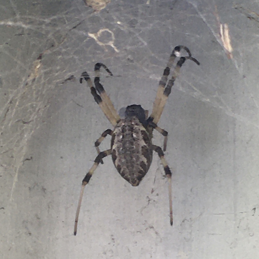 Asian Hermit Spider from Carolina-Norton-Wanarajah Road, Central ...