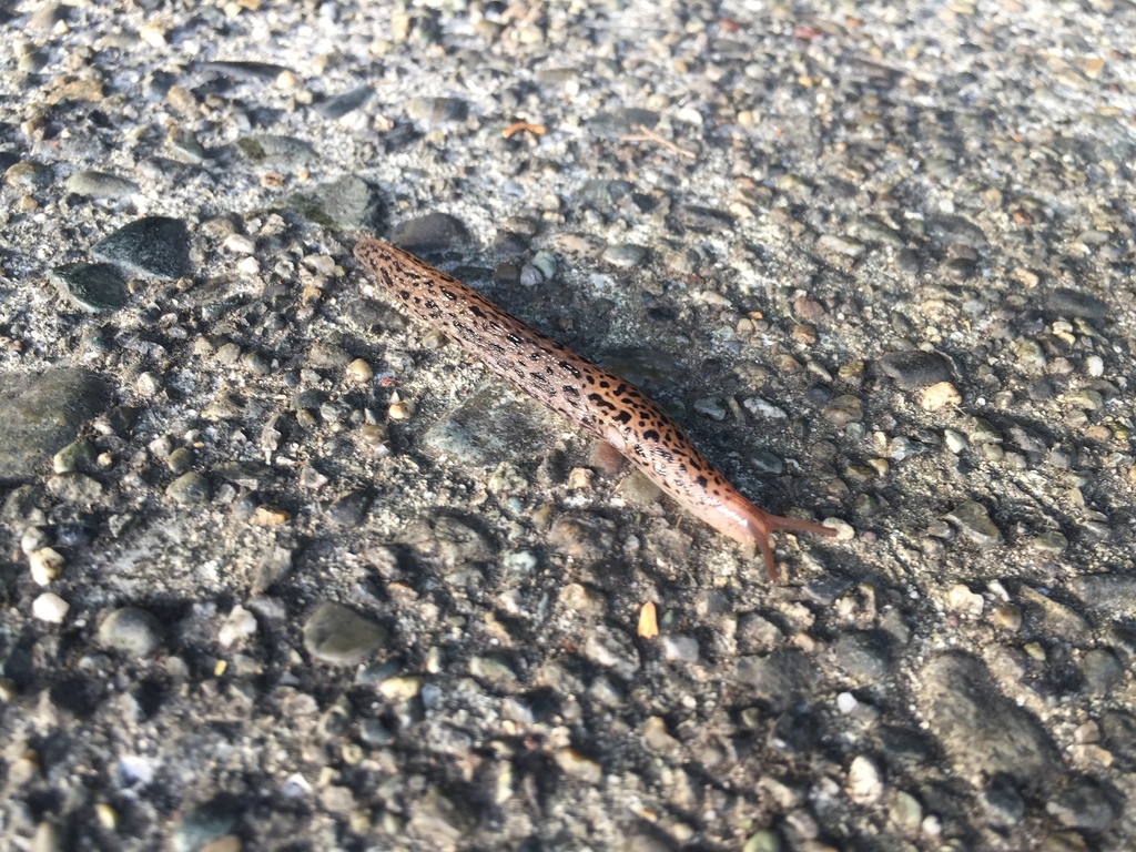 Leopard Slug from 40th Ave NE, Seattle, WA, US on August 4, 2020 at 07: ...