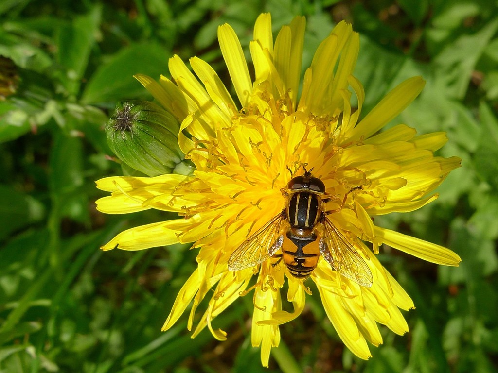 Sun Fly from Юго-Западный административный округ, Москва, Россия on May ...