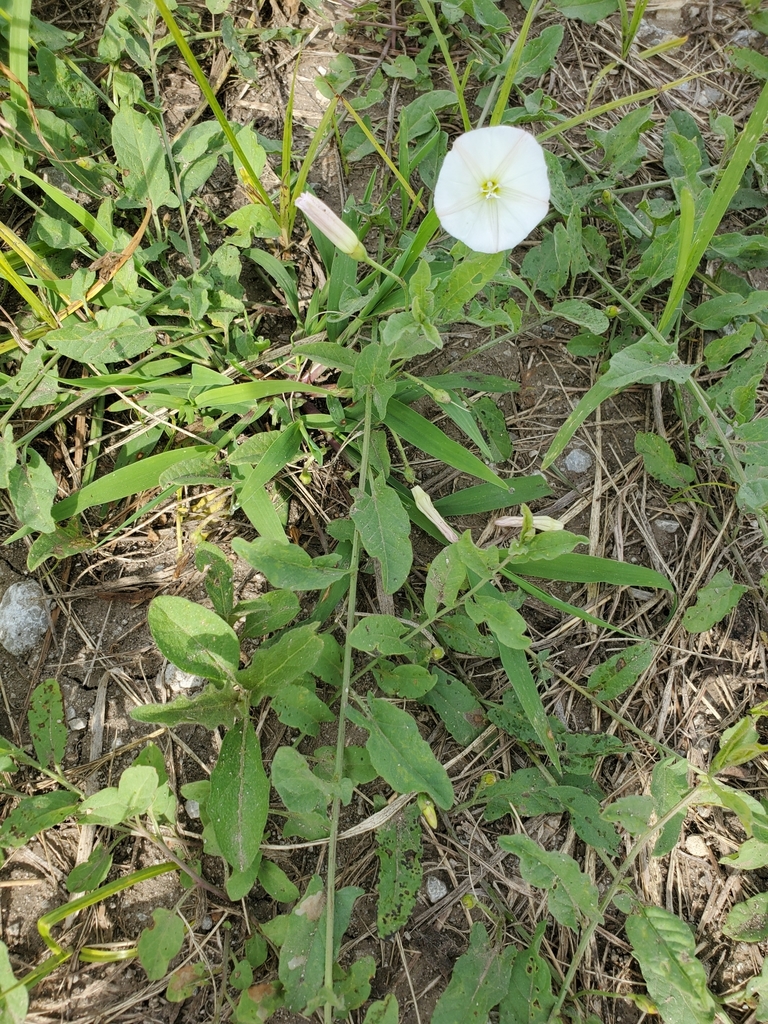 field bindweed from Helena, NE, USA on August 04, 2020 at 09:48 AM by ...