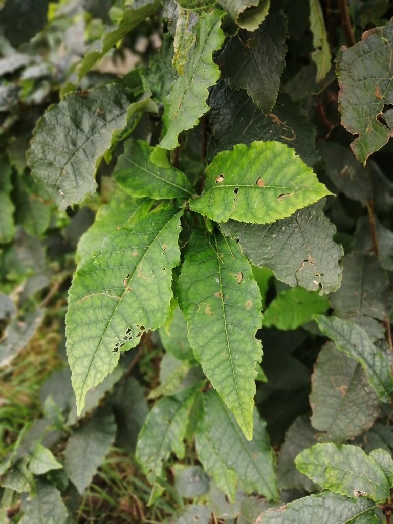 Ivy Tree from Gloucester on August 04, 2020 at 04:35 PM by Emma ...