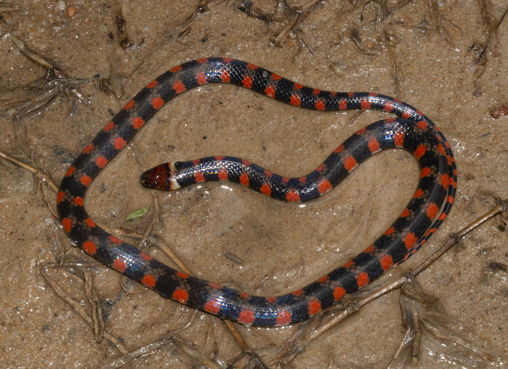 Triangle Water Snake from Cruzeiro do Sul - AC, Brasil on November 22 ...