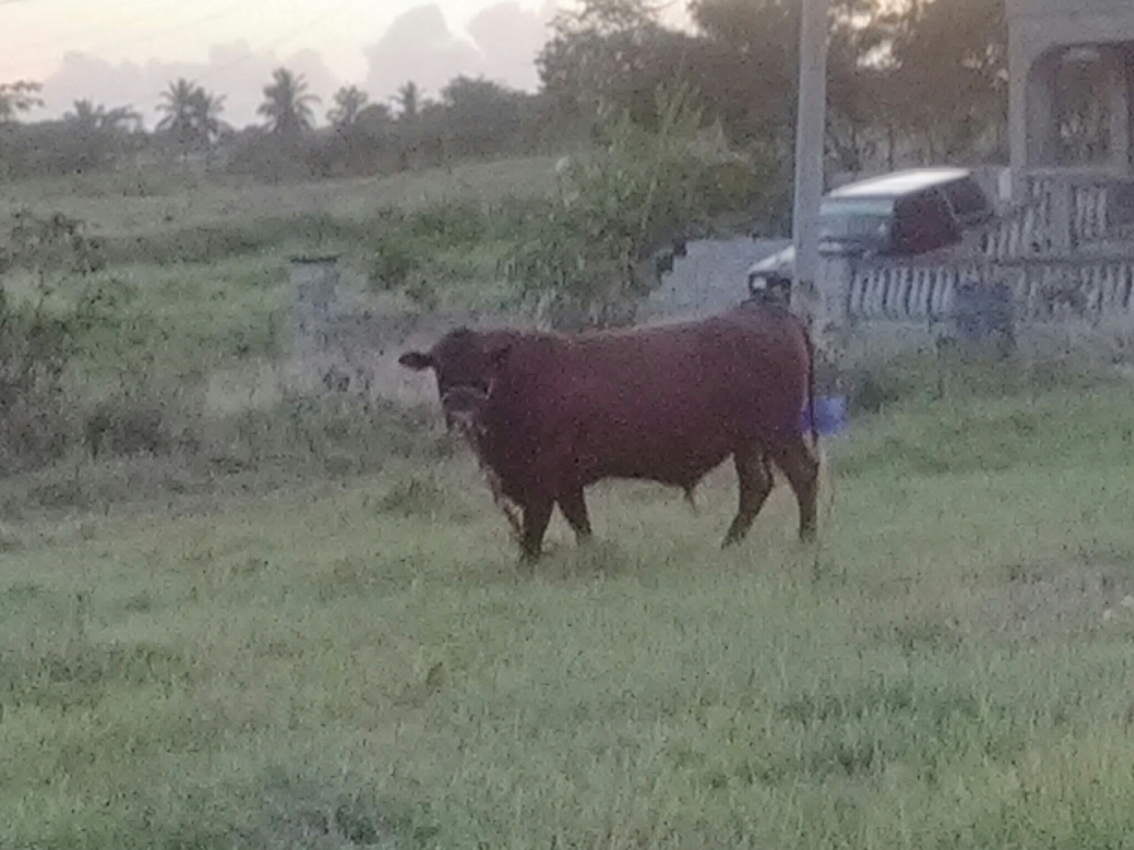 Domestic Cattle from Harrow, Barbados on August 3, 2020 at 06:14 PM by ...