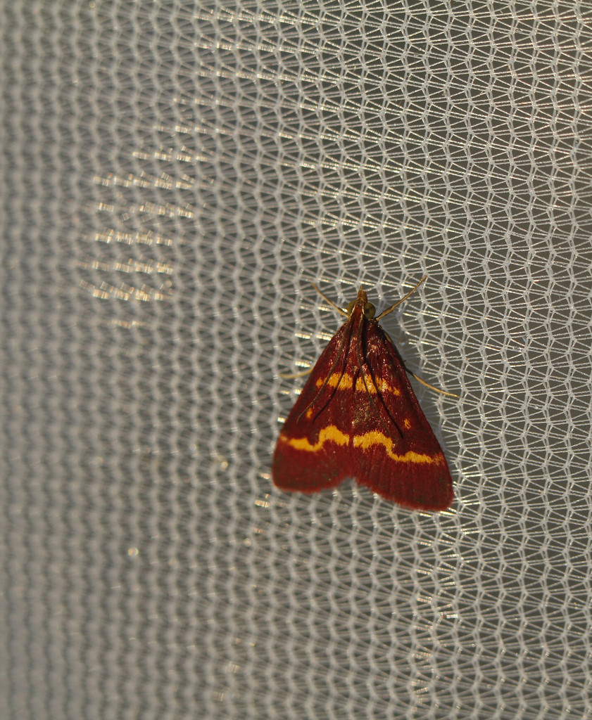 Coffee-loving Pyrausta Moth from Patuxent Research Refuge--North Tract ...