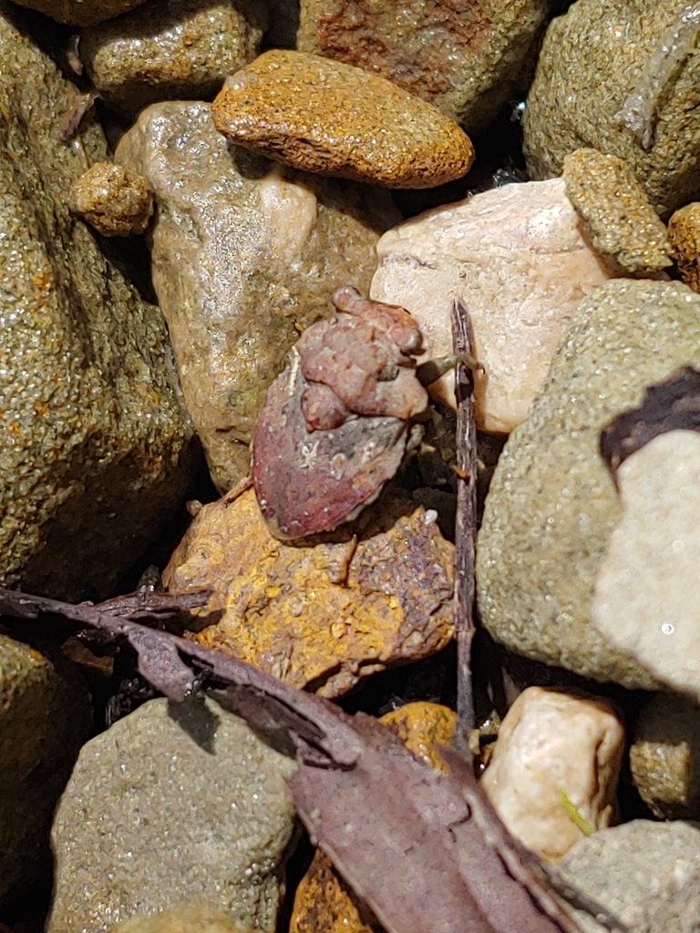Big-eyed Toad Bug from Marysville, KS, USA on August 04, 2020 at 12:01 ...