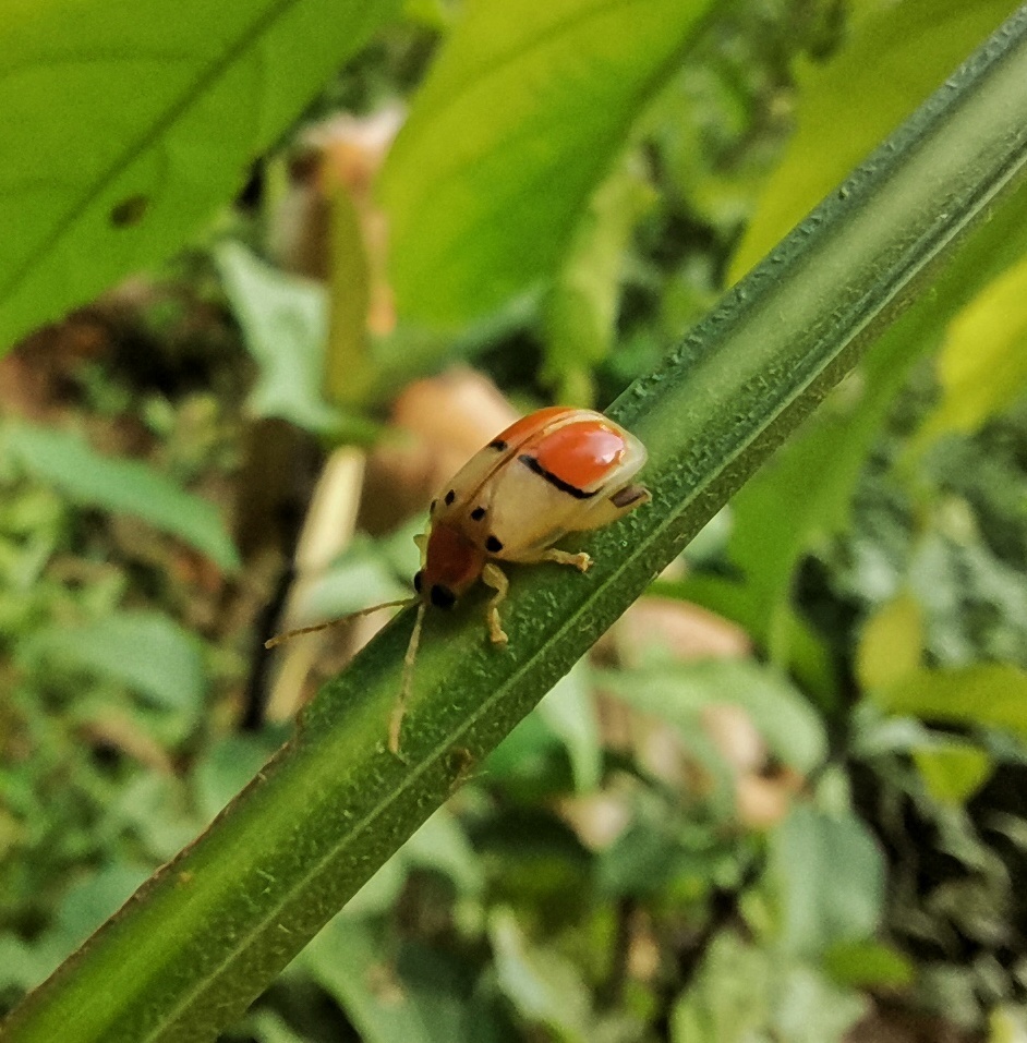 Walterianella humeralis from Provincia de Cartago, Costa Rica on August ...