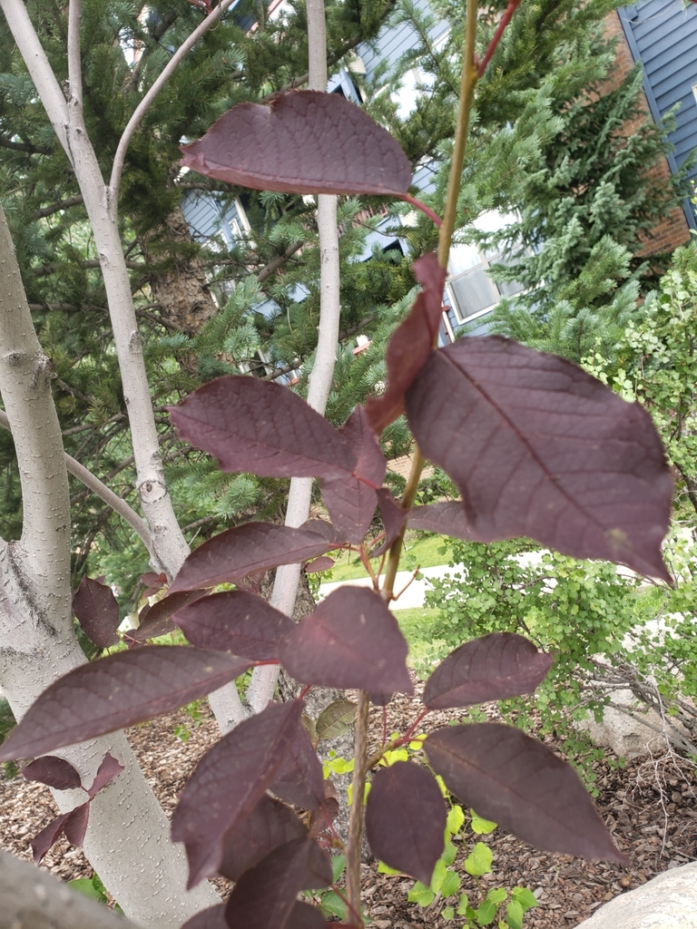 chokecherry from River Mountain Lodge, Breckenridge, CO 80424, USA on ...