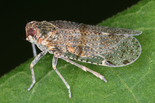 Cixius simplex · iNaturalist United Kingdom