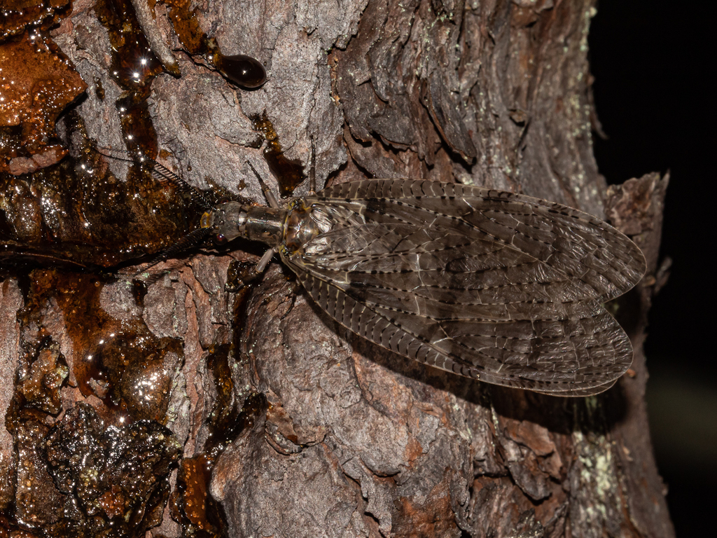Summer Fishfly from Patuxent Research Refuge, Anne Arundel, Maryland ...