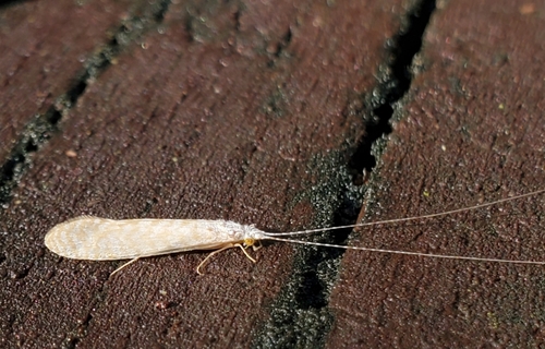 Nectopsyche waccamawensis · iNaturalist