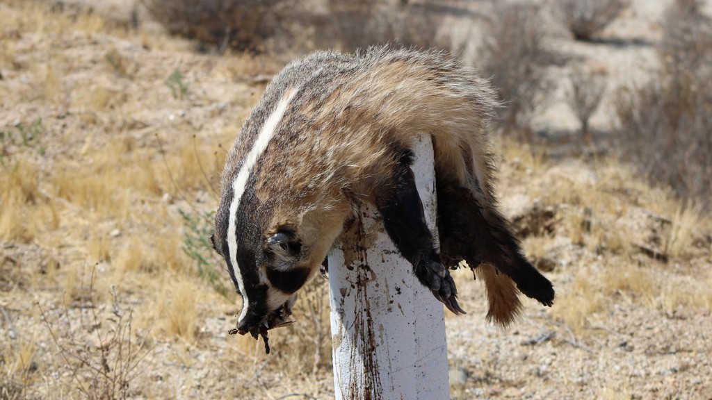 American Badger from Ensenada, Baja California, Mexico on August 1 ...