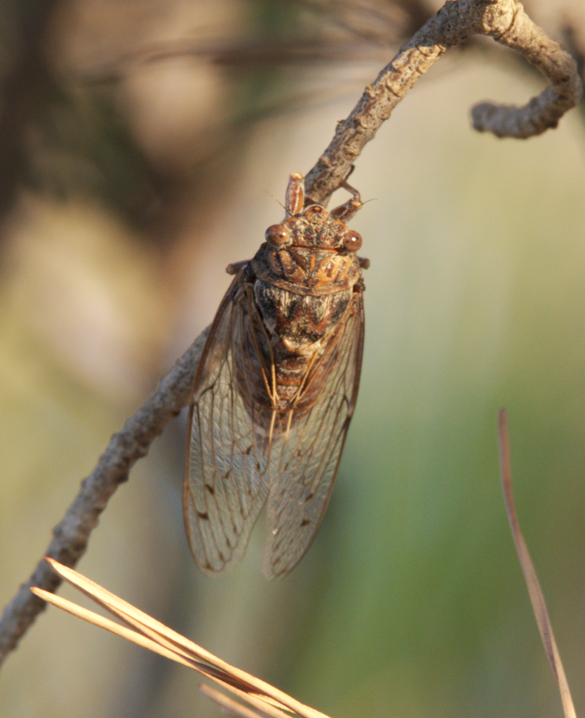 Cretan Cicada from Gavdos Island on July 4, 2020 at 05:53 PM by ...