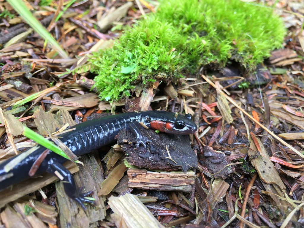 Red-cheeked Salamander in June 2017 by afish · iNaturalist