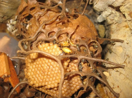 Plebeia remota · iNaturalist Ecuador