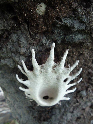 Partamona gregaria · iNaturalist