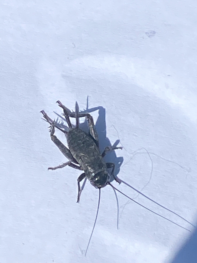 Fall Field Cricket from Rosser on August 01, 2020 at 07:46 PM by ...