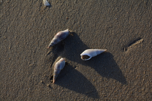 Bullia melanoides · NaturaLista Colombia