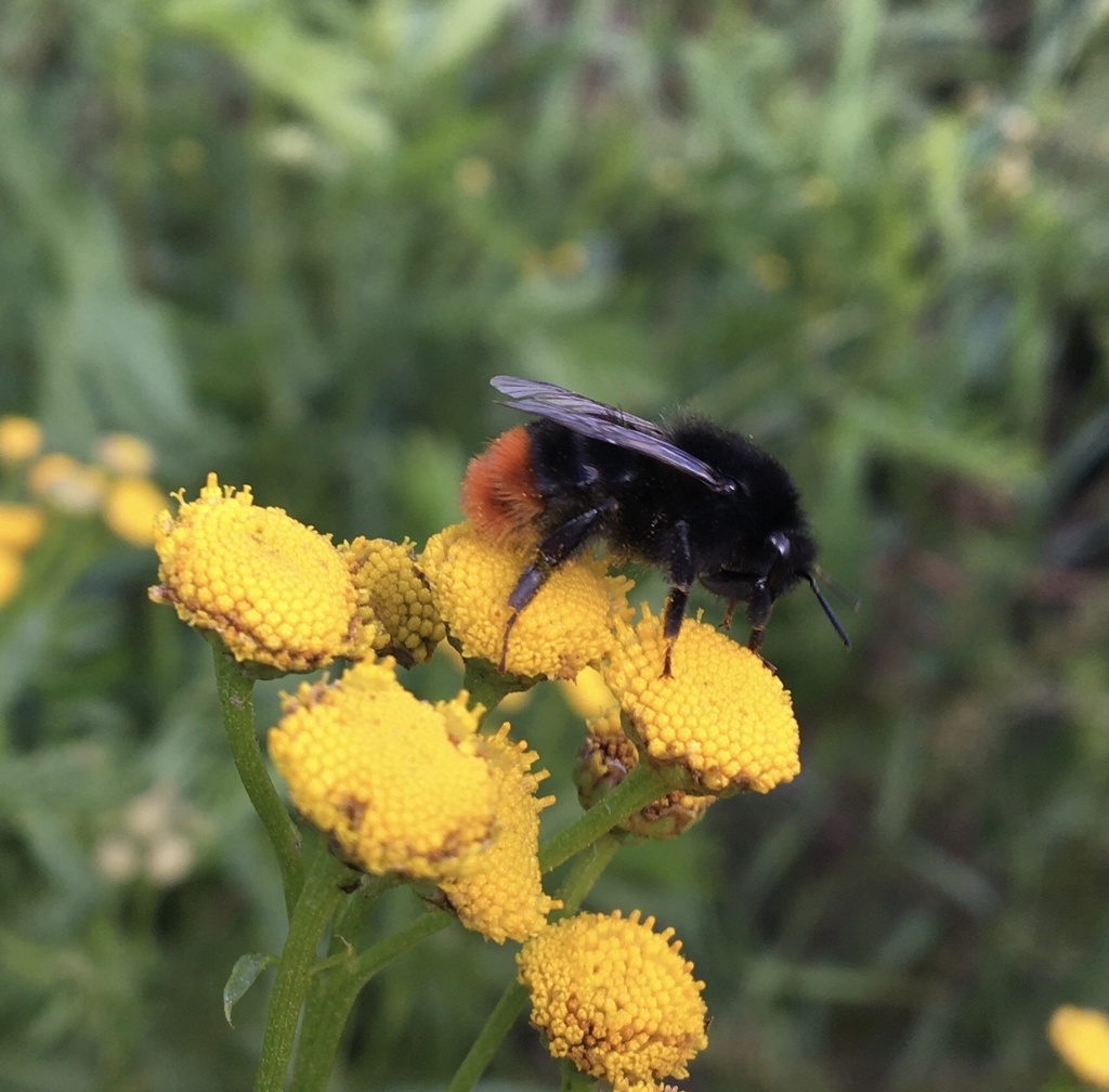 Red-tailed Bumble Bee in August 2020 by Saana Palmu · iNaturalist