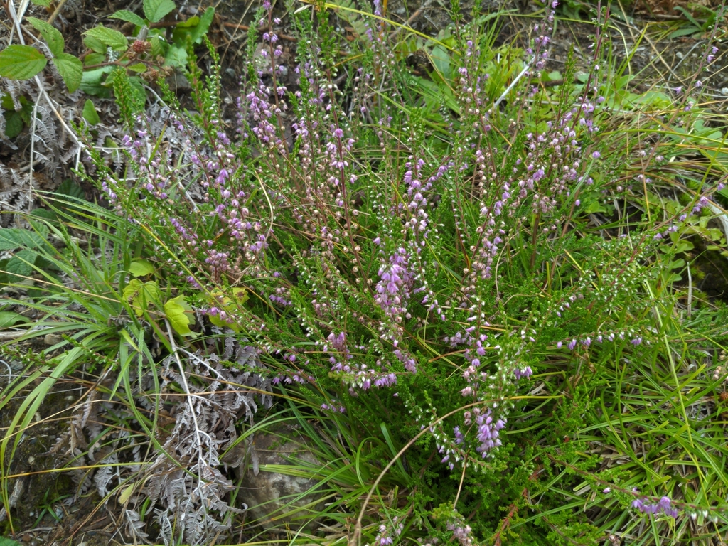 common heather from Flachau, 5542, Austria on August 5, 2020 at 04:52 ...