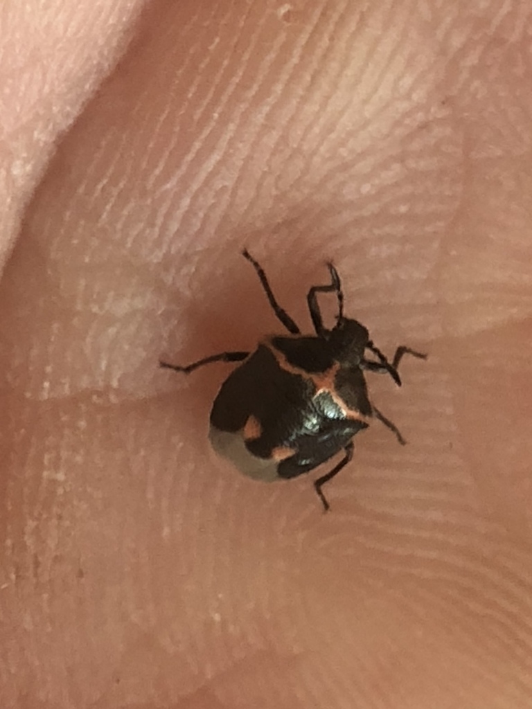 Twice-stabbed Stink Bug from Buxton Ave, Middletown Springs, VT, US on ...