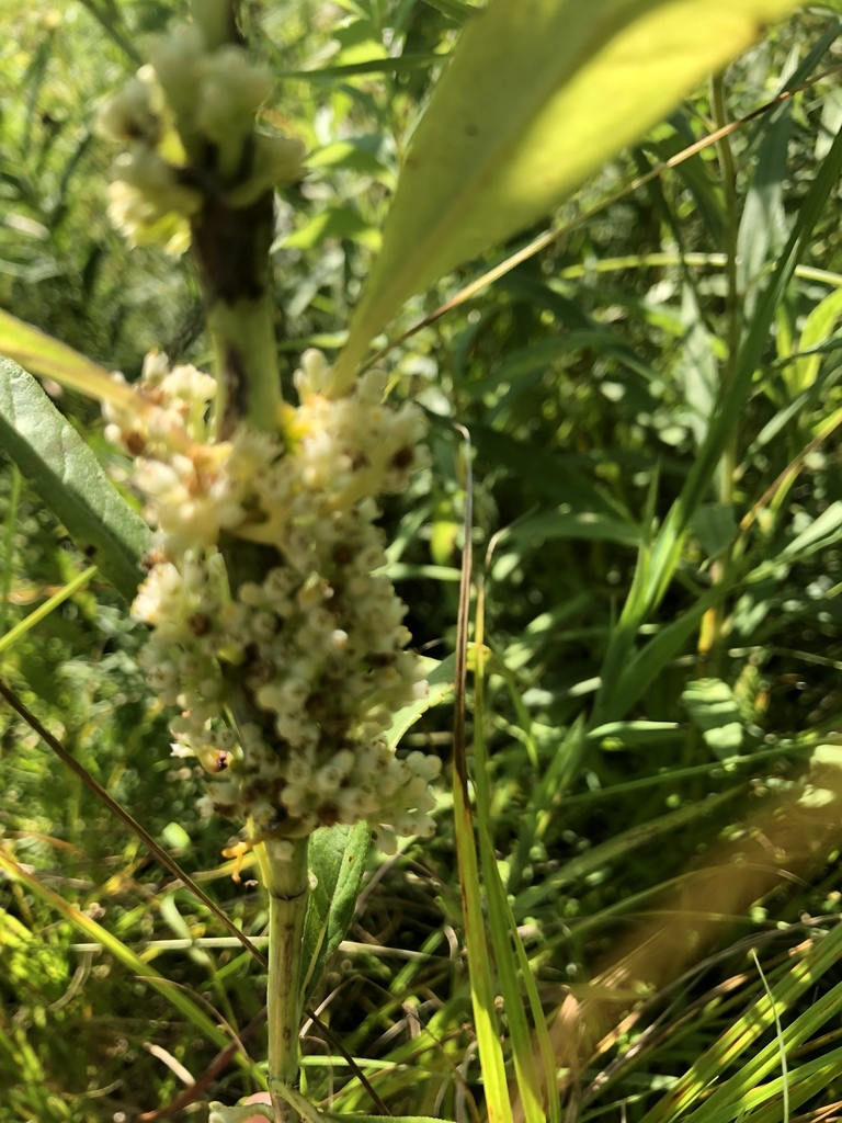 Hazel Dodder from Morton Grove, IL, US on August 5, 2020 at 10:32 AM by ...