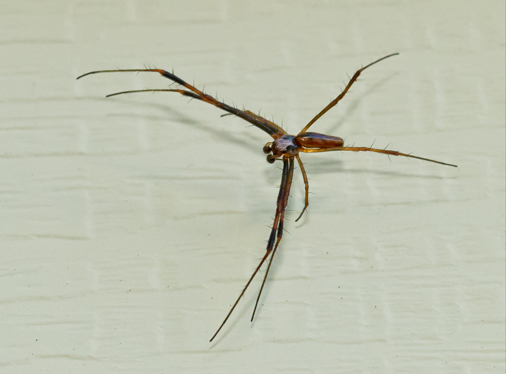Golden Silk Spider in July 2020 by Sharon Shaw Milligan · iNaturalist