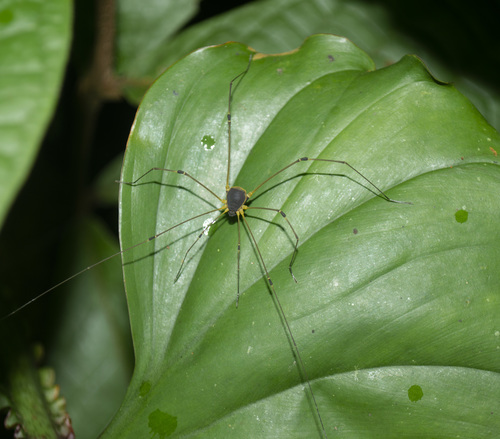 Genus Protus · iNaturalist