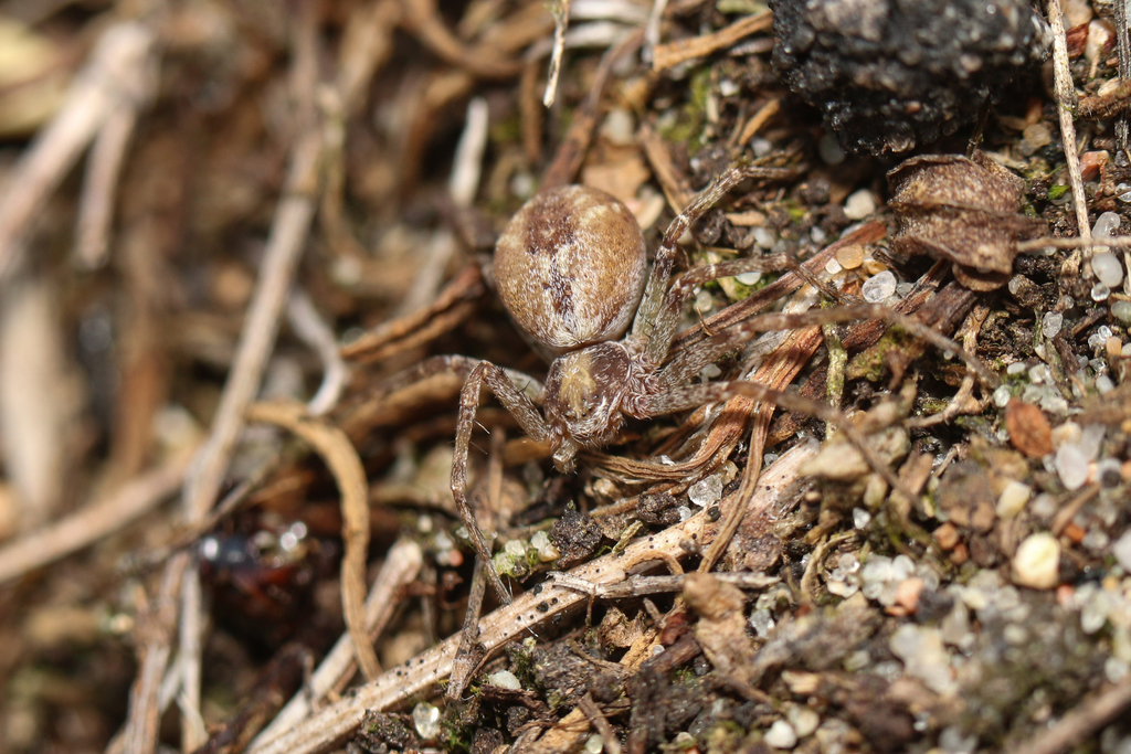 Turf Running Spider from 3360 Liseleje, Danmark on July 19, 2020 at 05: ...