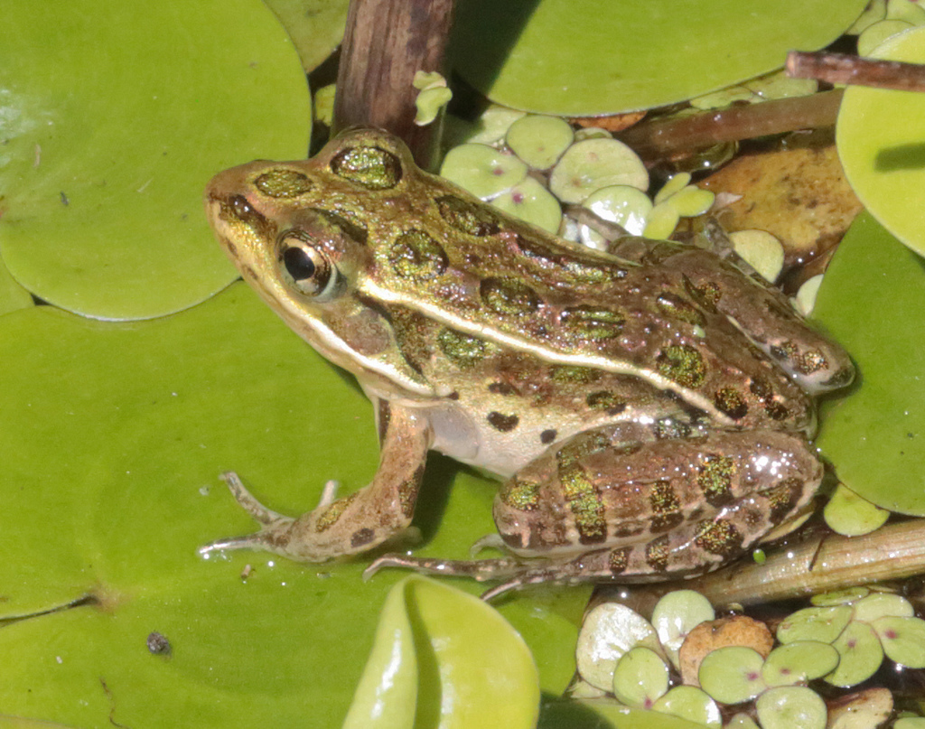 Northern Leopard Frog from Leamington, ON, Canada on July 18, 2020 at ...