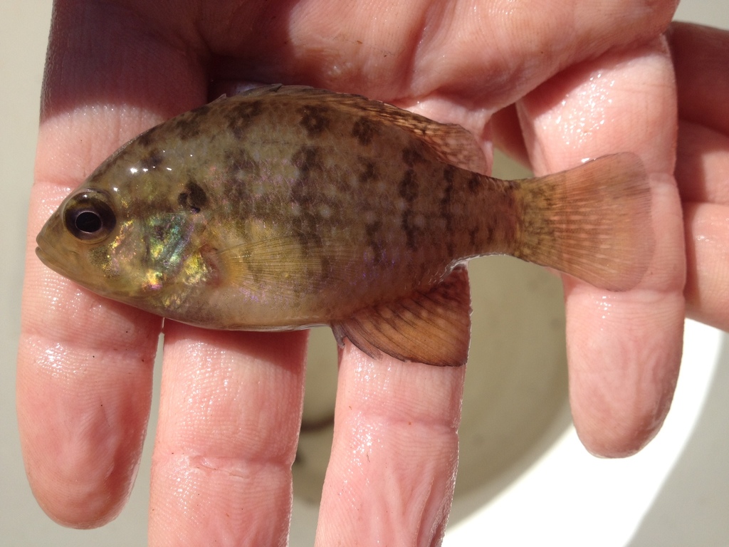 Banded Sunfish from Prince George's County, MD, USA on March 13, 2015 ...