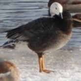 Black Geese × Grey Geese from Vaassen, Nederland on January 31, 2010 by ...