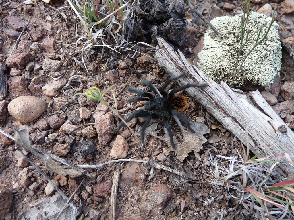 Grand Canyon Black Tarantula from Catron County, NM, USA on October 20 ...