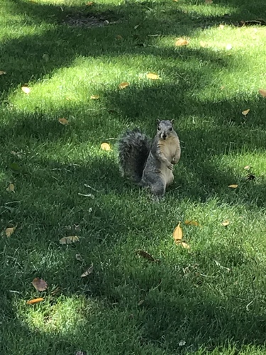 Photo 8844911, (c) sortkwik, all rights reserved · iNaturalist