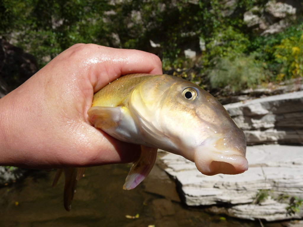 Sonora Sucker from Catron County, NM, USA on October 20, 2010 at 12:56 ...