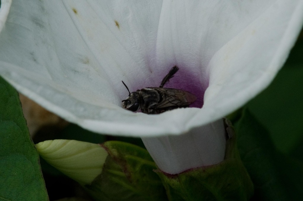 Morning Glory Turret Bee from The Southampton, St. Louis, MO 63109, USA ...