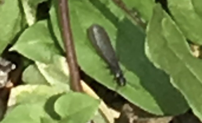 Black Webspinner in May 2018 by Arising Under · iNaturalist