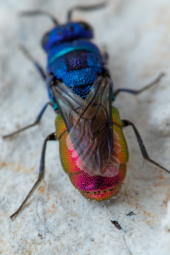 Chrysis comparata · iNaturalist