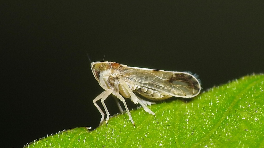 White-backed Planthopper from 內湖大溝溪親水步道 on August 6, 2020 at 05:53 AM ...