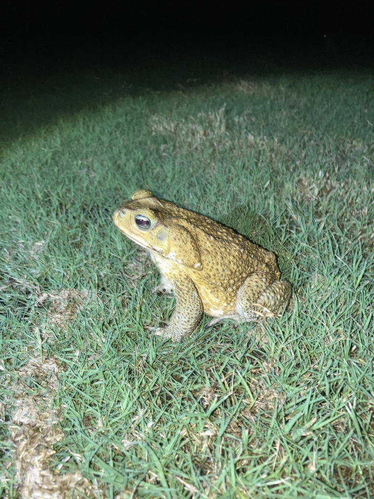 Cane Toad from Sanibel Island Golf Club, Sanibel, FL, US on August 5 ...
