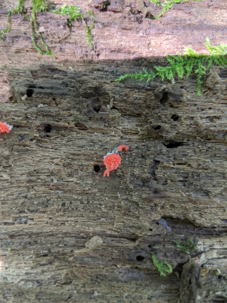 Red Raspberry Slime Mold from Lancaster, PA, USA on August 05, 2020 at ...