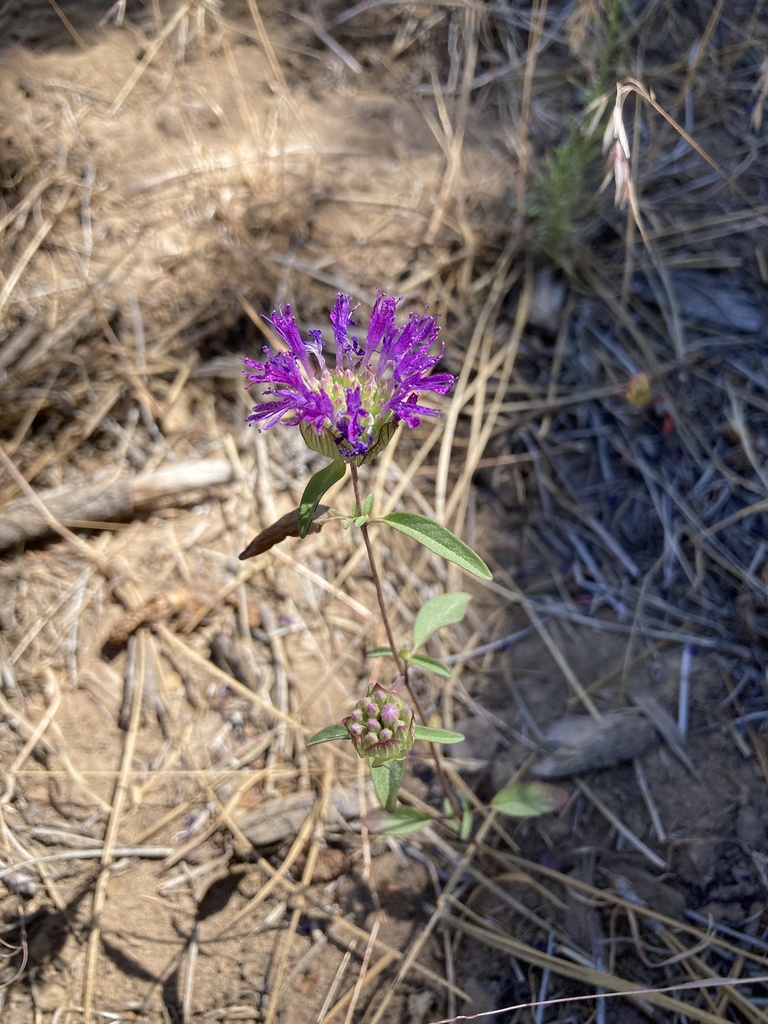Monardella breweri breweri from Los Padres National Forest, Maricopa ...