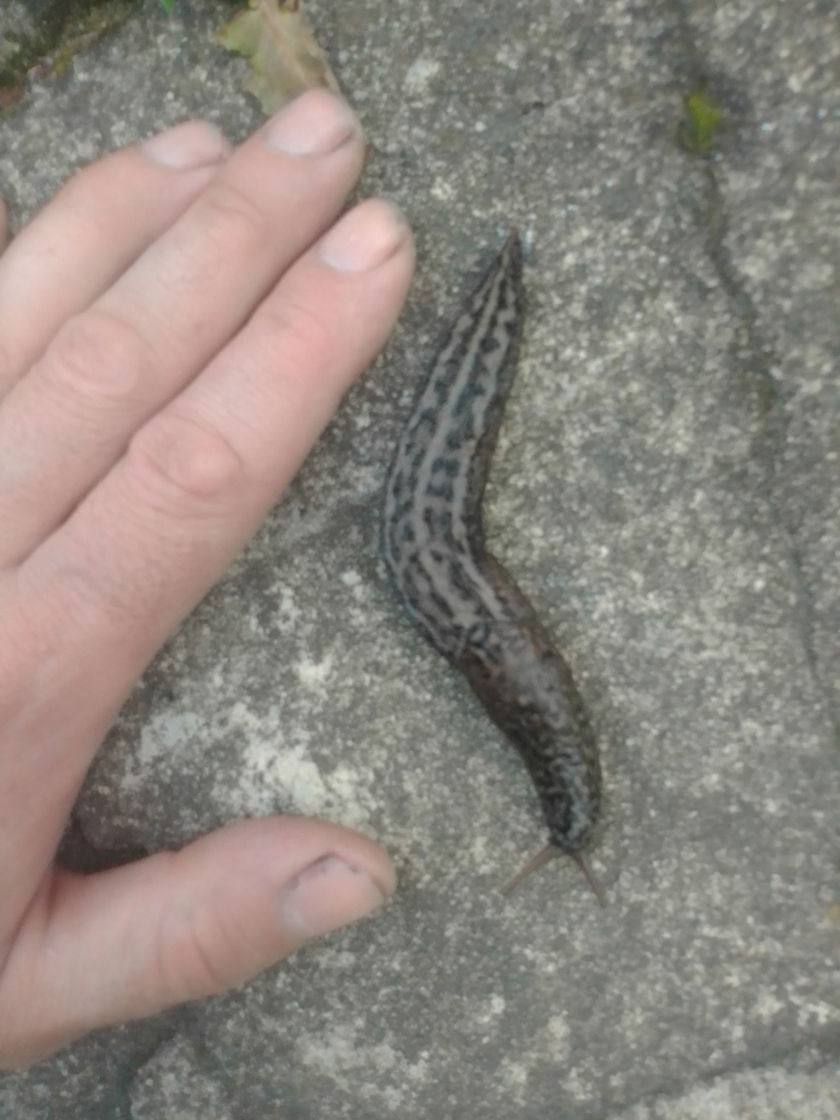 Leopard Slug from Стара Вижівка, Волинська область, Україна, 44401 on ...