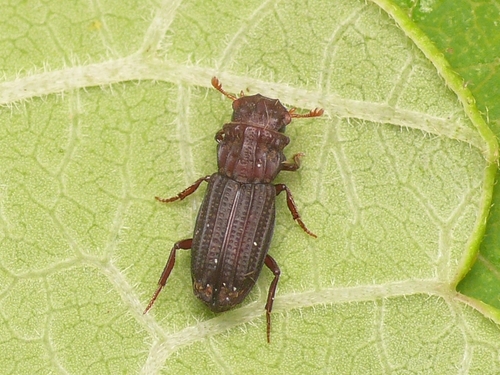 Genus Rhyparus · iNaturalist