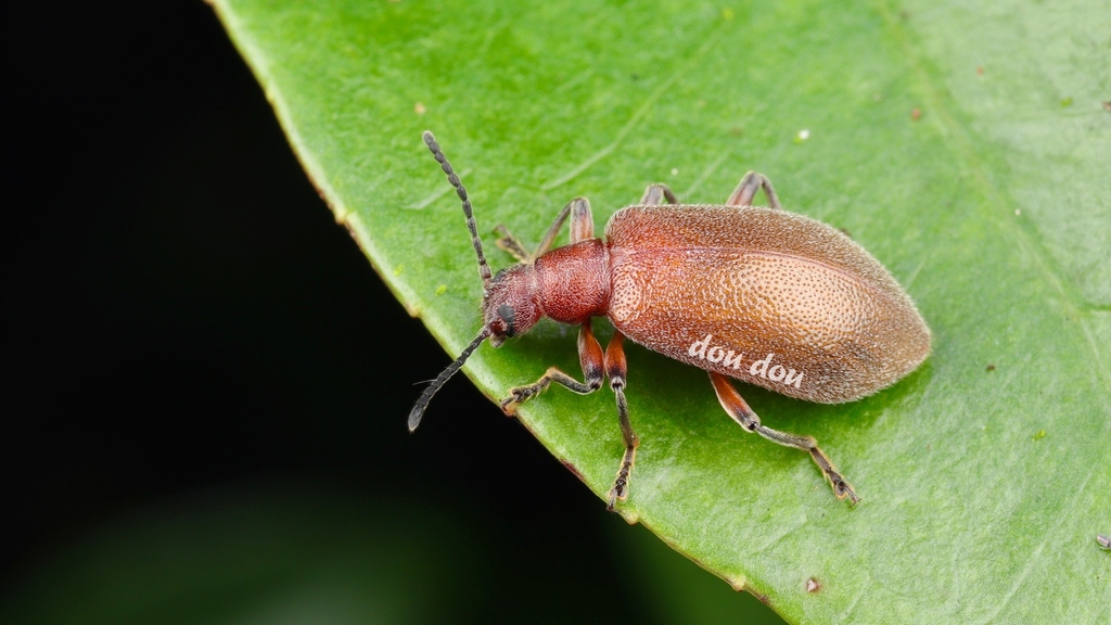 Cerogria ommalata from 中国福建省南平市武夷山 on July 14, 2020 at 09:10 PM by Fan ...