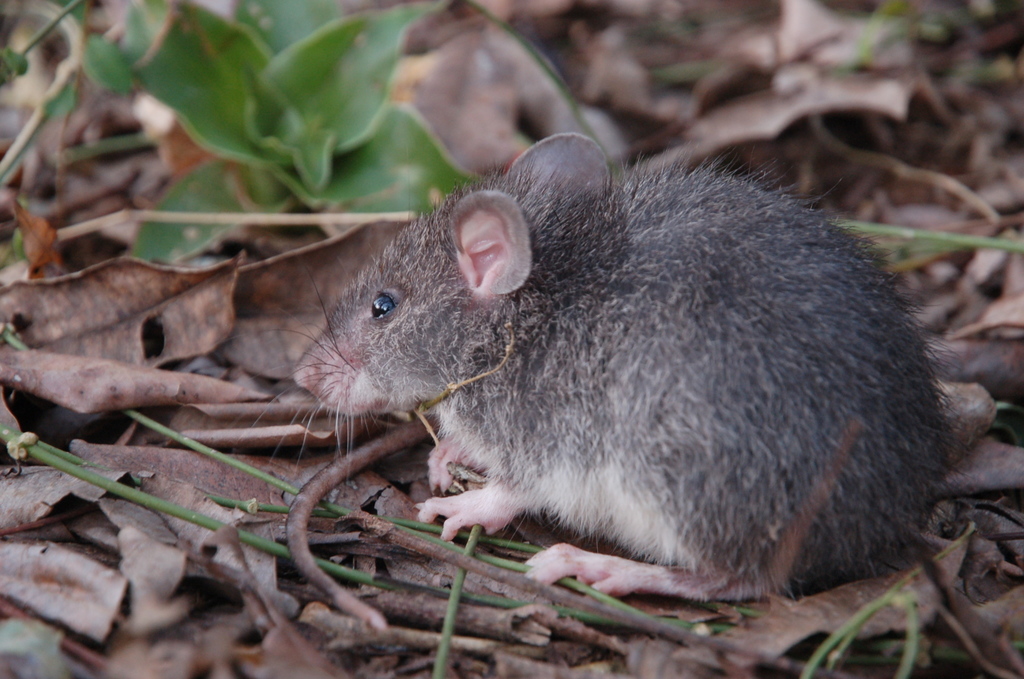Bower's White-toothed Rat from Saen Thong, Tha Wang Pha District, Nan ...