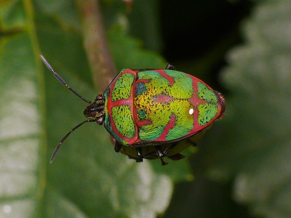 Clown Stink Bug from 대한민국 강원도 영월군 on July 01, 2017 at 11:11 AM by ...