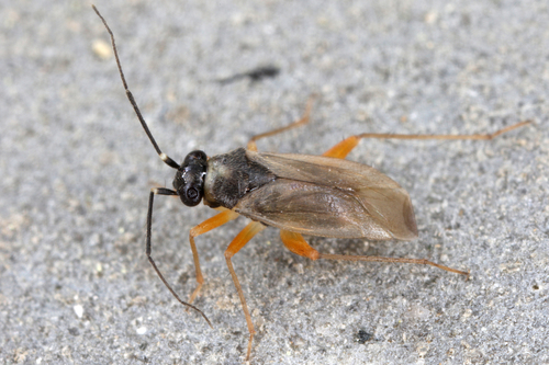 Tytthus pygmaeus · iNaturalist