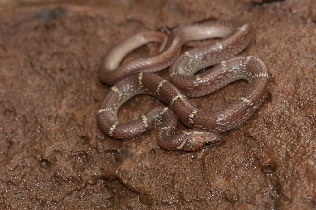 Indian Wolf Snake from Pune, Maharashtra, India on July 16, 2012 at 12: ...