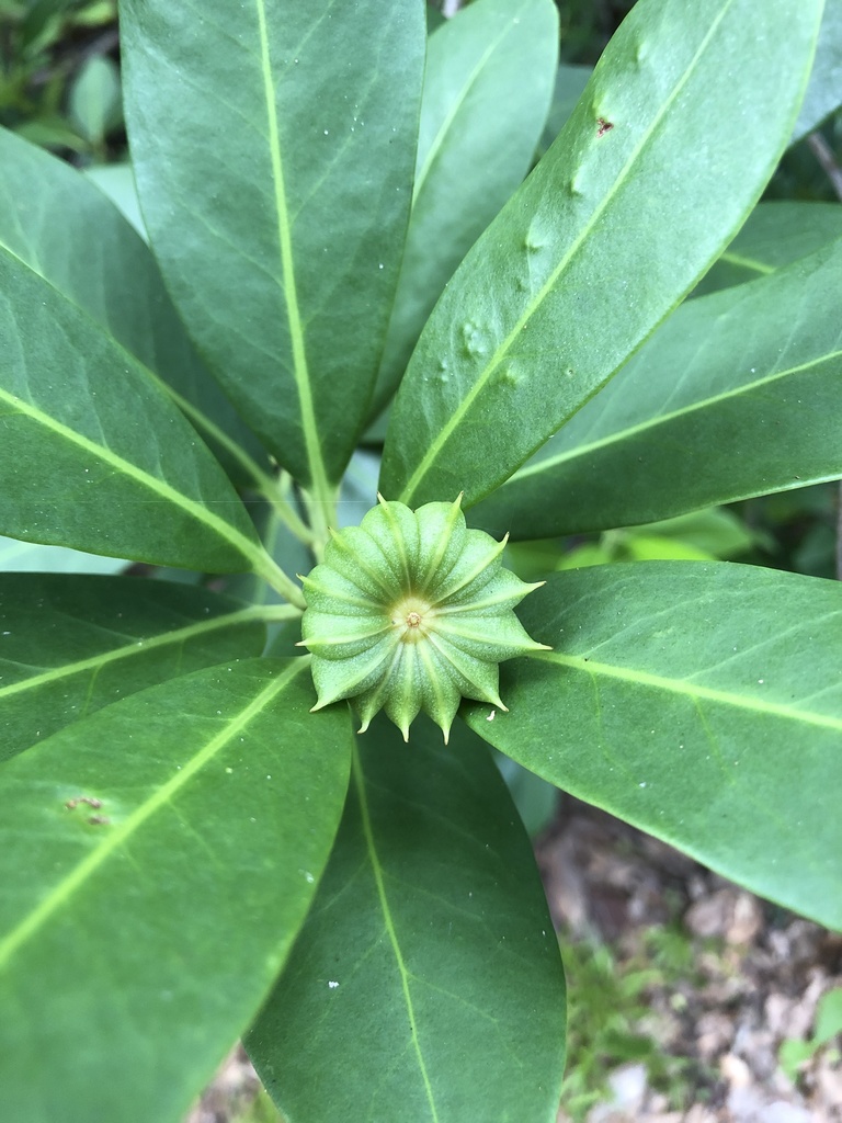 Yellow Anise in August 2020 by sasha313 · iNaturalist