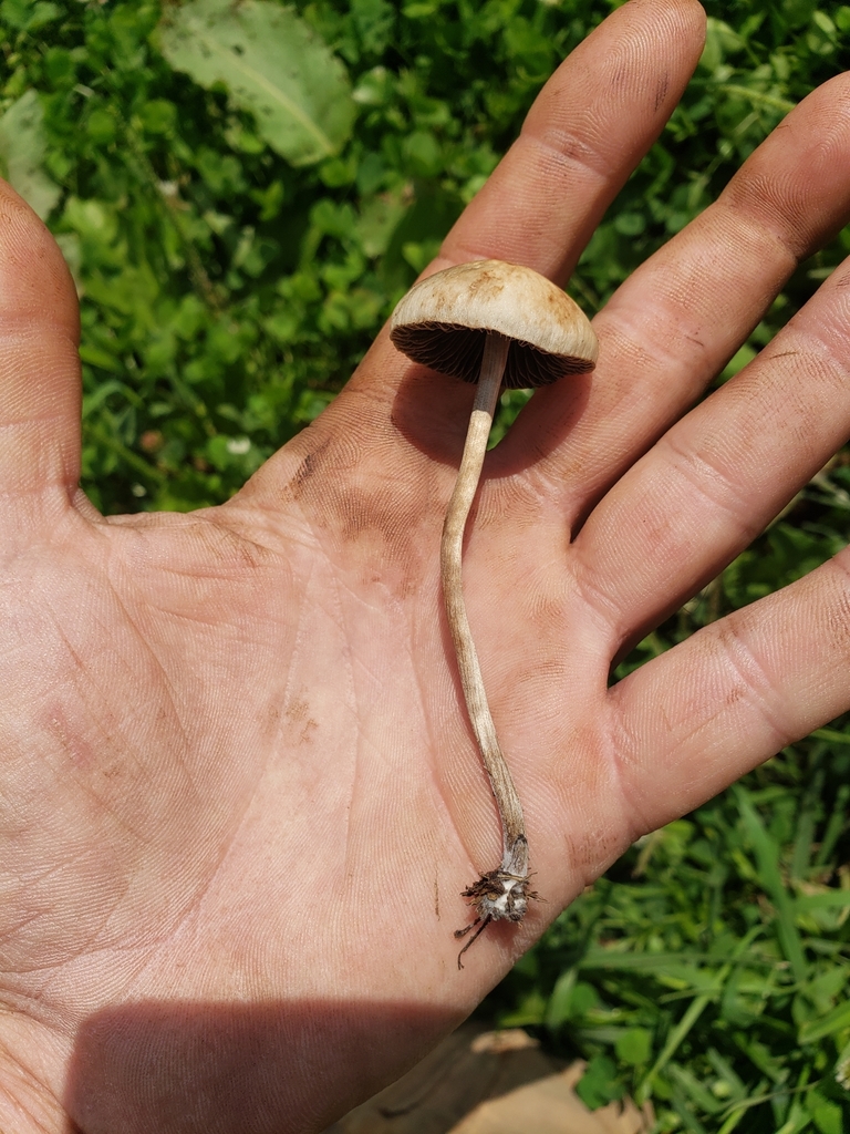 Banded Mottlegill from Anderson, IN 46013, USA on August 6, 2020 at 01: ...